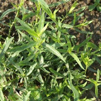 Plantas e Ervas Aromáticas: Estragão